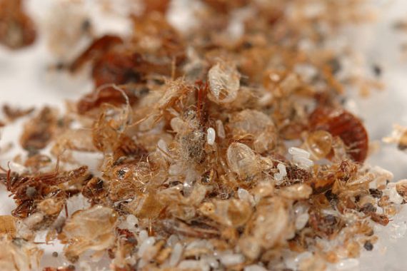 What Are Bed Bug Casings Or Shells? | Bed Bug Authority