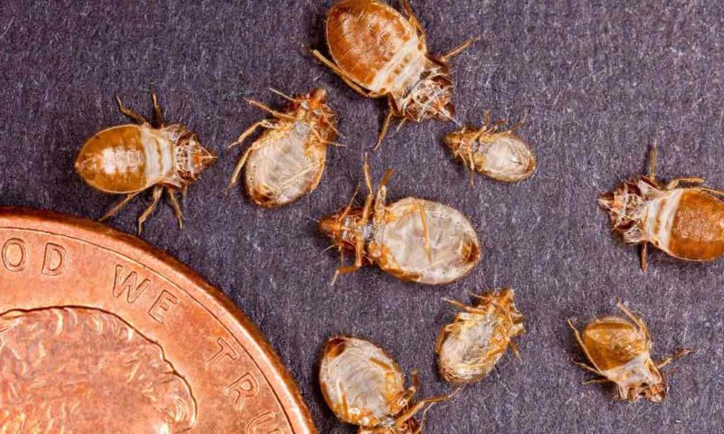 Do Bed Bugs Have Wings and Do They Fly? | Bed Bug Authority | DIY Solutions