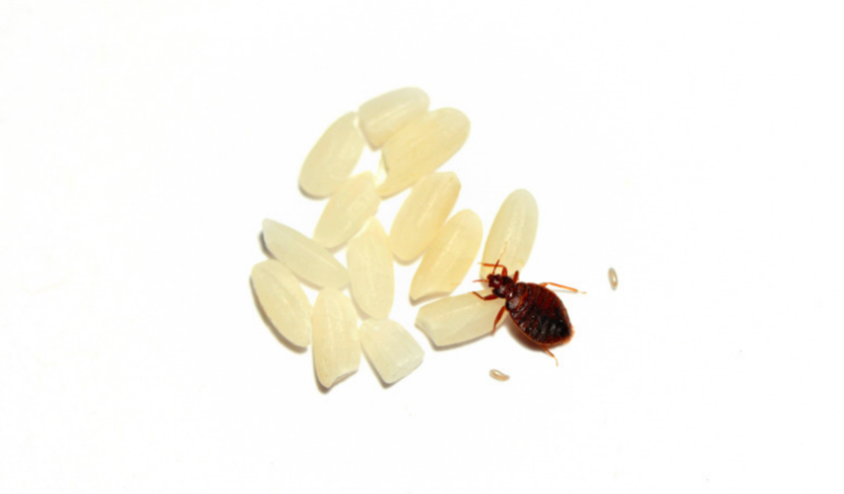 What Are Bed Bug Casings Or Shells? | Bed Bug Authority